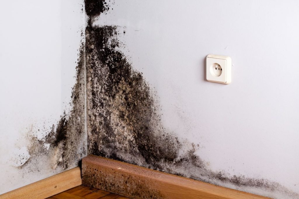 7 Pro Tips For A Mold-Free Home - Xivents
