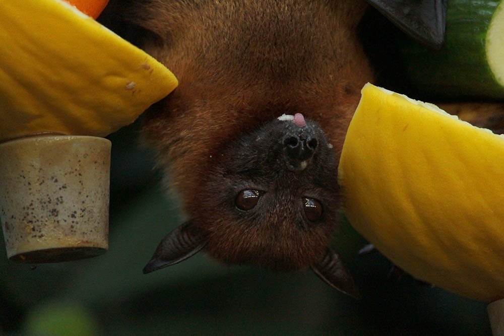 Protecting Your Home: Essential Steps for Bat Removal and Prevention ...