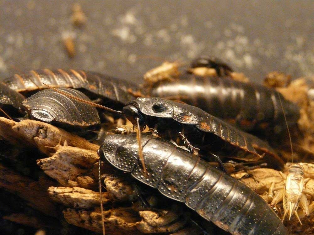 A Beginner's Guide to Raising Feeder Roaches - Xivents